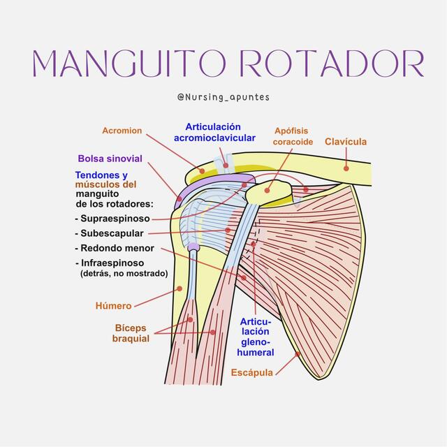 Anatomía del Manguito Rotador | nursing apuntes | uDocz