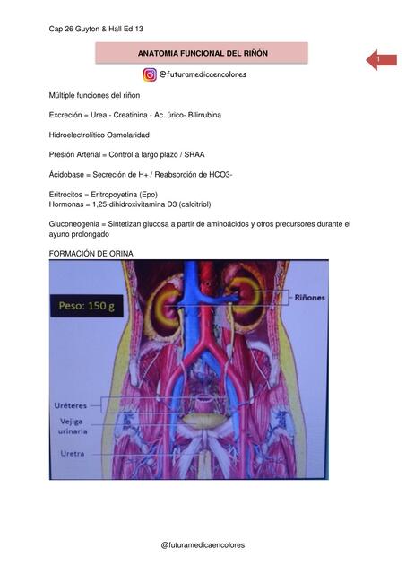 Cap 26 Guyton Hall Ed 13 parte 1 | futuramedica encolores | uDocz