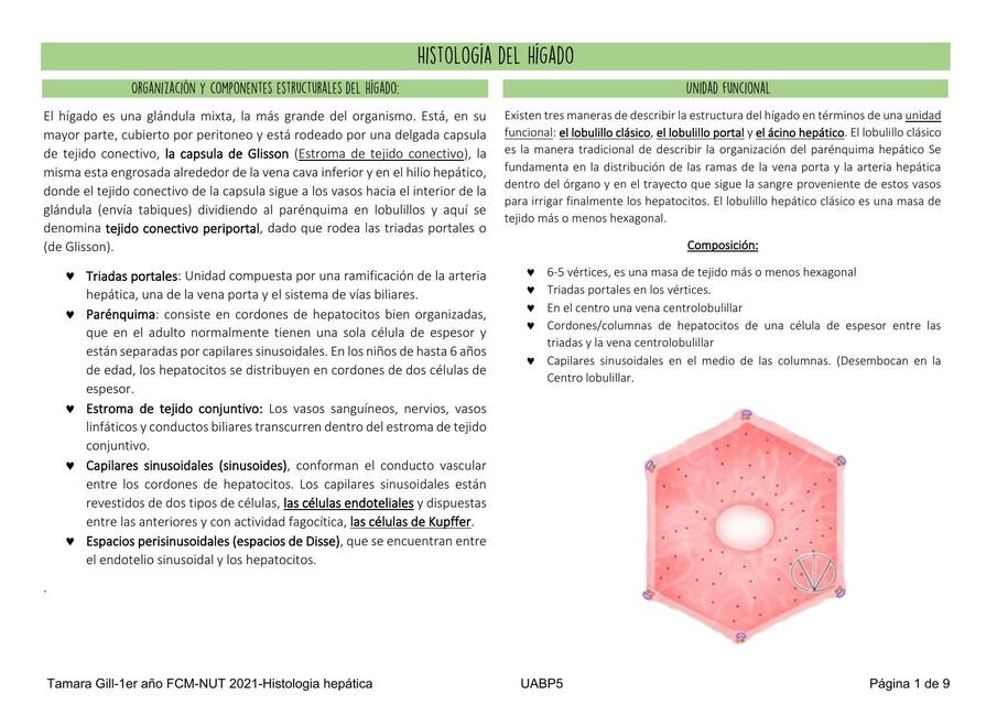 Histología del hígado | HighWayToMed | uDocz
