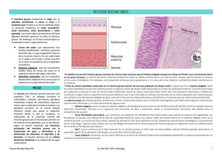 Histologia intestinos (grueso y delgado) | HighWayToMed | uDocz