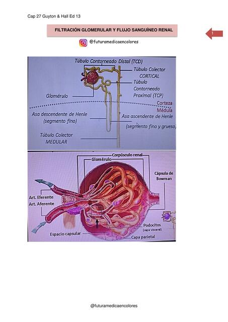 Cap 27 Guyton Hall Ed 13 | futuramedica encolores | uDocz