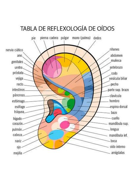 Auriculoterapia - Tabla de reflexología de oídos | Gabriel Dzul | uDocz