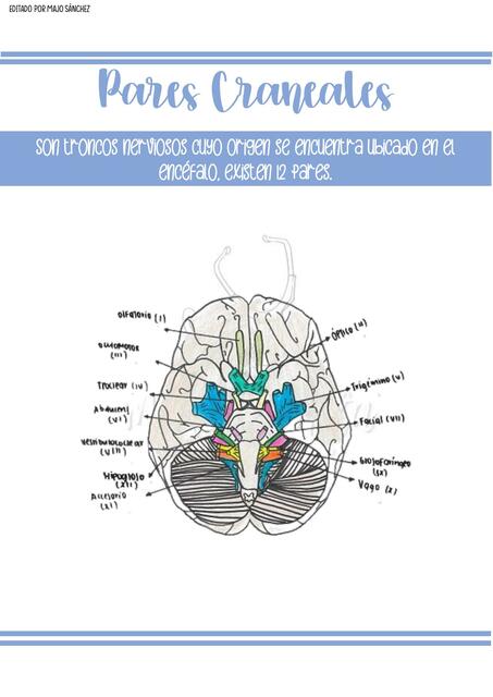 Pares Craneales | Majo | uDocz