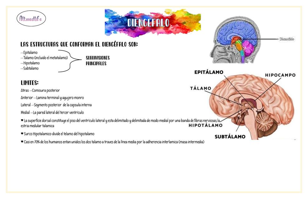 Diencéfalo | uDocz