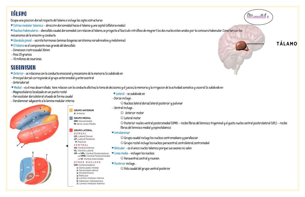 Tálamo | uDocz