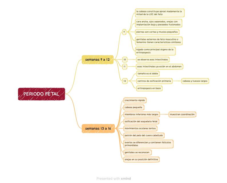 Período fetal | Alexander Moller | uDocz