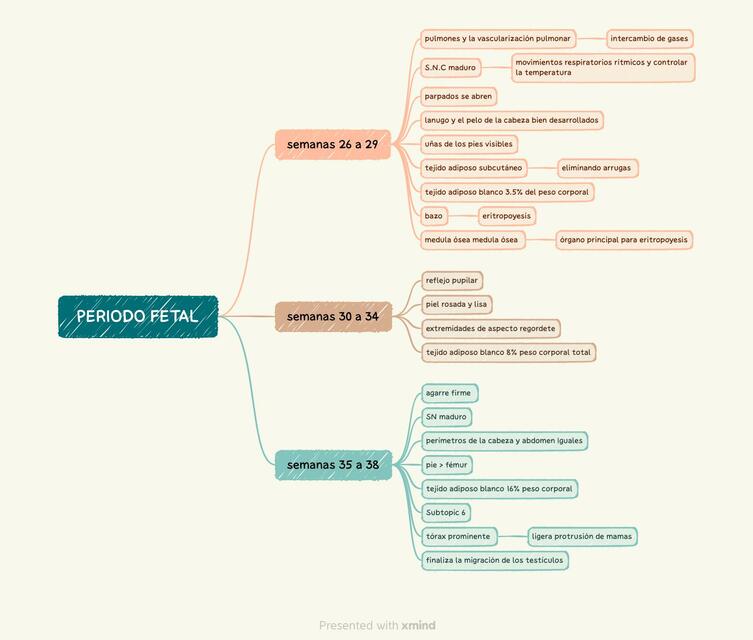 Período fetal | Alexander Moller | uDocz