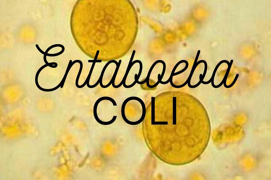4 Entamoeba Coli | CEREBROS MEDICOS | uDocz