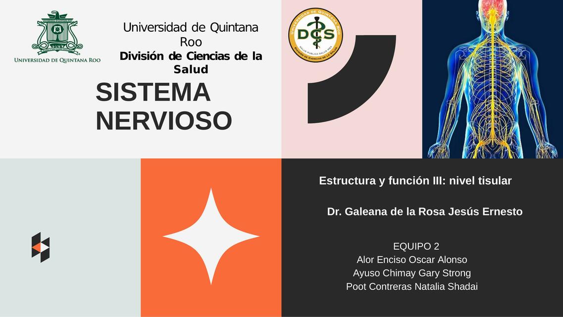 Sistema Nervioso | Fernanda | uDocz