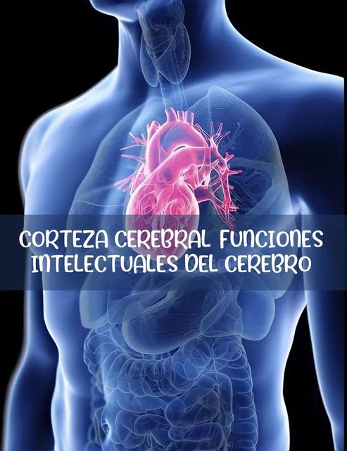 Corteza Cerebral Funciones Intelectuales Del Cerebro Cap 58 Guyton
