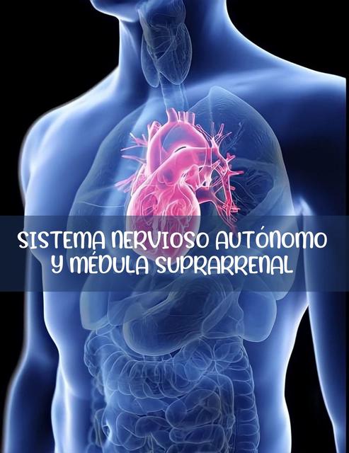 Sistema Nervioso Autónomo y Médula Suprarrenal (Cap. 61 Guyton ...