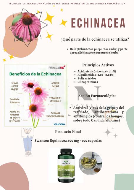 ECHINACEA | uDocz