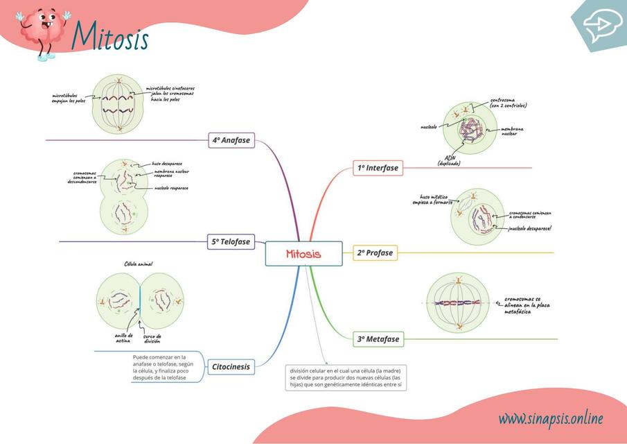 Mapas mentales embriología | Samantha Brigitte Morocho Toapanta | uDocz