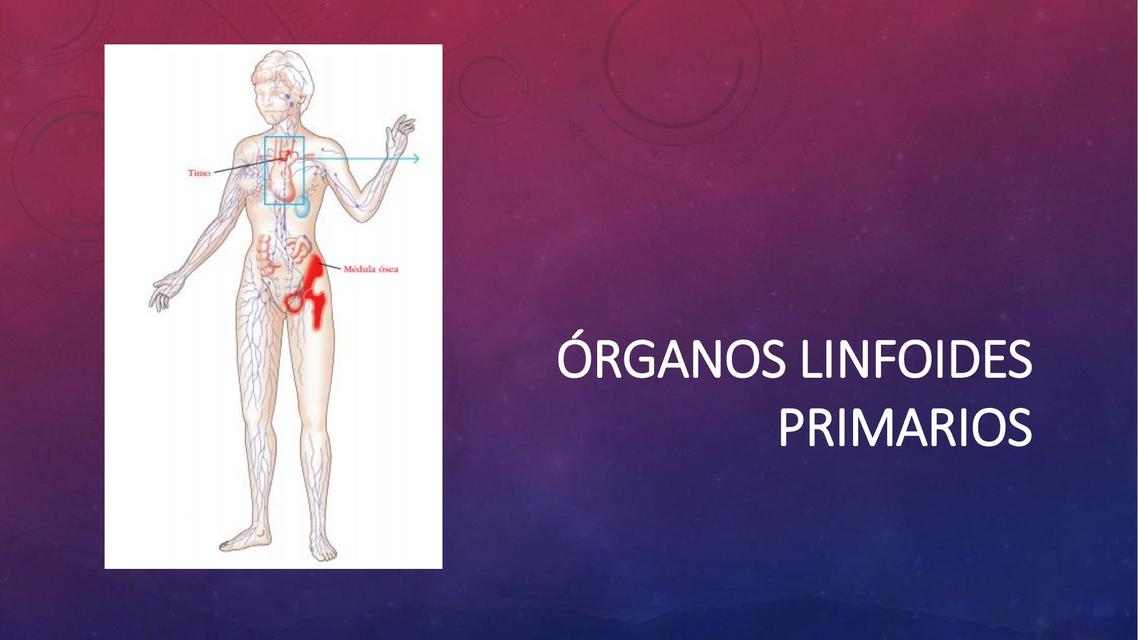 Órganos Linfoides Primarios Y Secundarios – BQLQVS