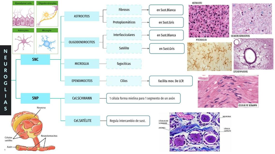 Neuroglias | Jheniffer | uDocz