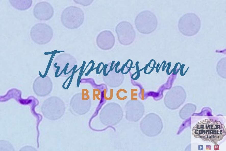 8 Trypanosoma Brucei | CEREBROS MEDICOS | uDocz