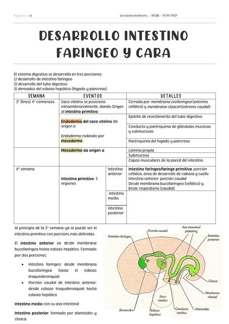 Desarrollo intestino faringeo y cara | studymedwithanto | uDocz