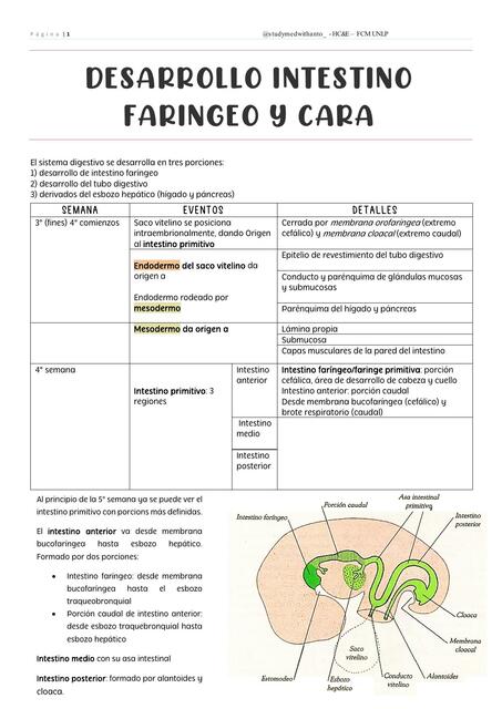 Desarrollo intestino Faringeo y cara | studymedwithanto | uDocz