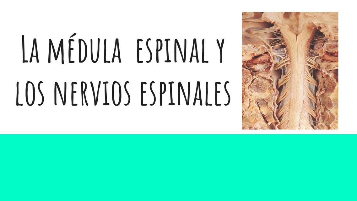 La médula espinal y los nervios espinales | Ros Valle | uDocz