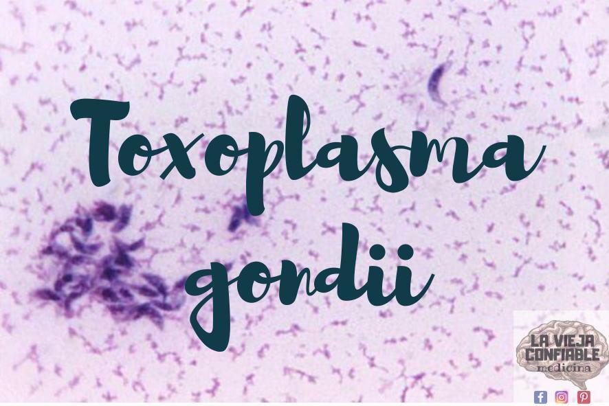 11 Toxoplasma Gondii | CEREBROS MEDICOS | uDocz