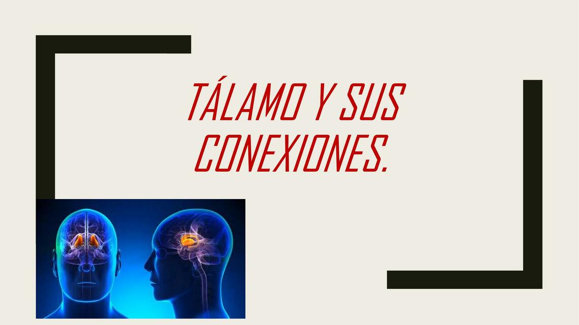 Tálamo y sus conexiones. | CECILIA DEL VAL ORQUIZ | uDocz