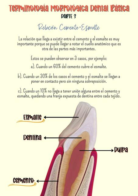 Terminología Dental Básica | uDocz