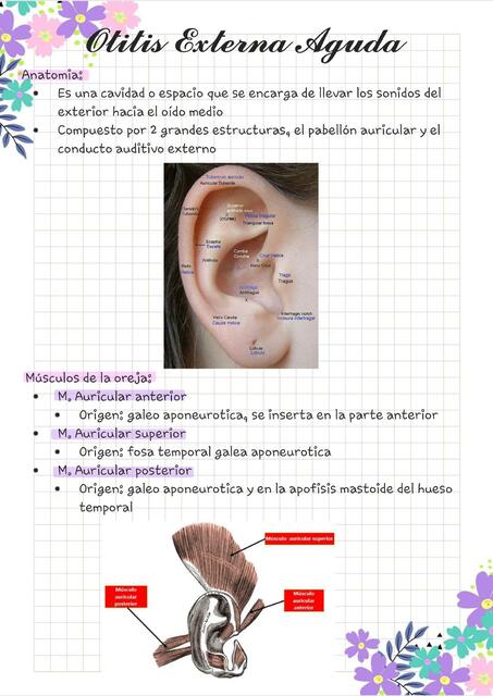 Otitis externa aguda | Aleja Huertas | uDocz