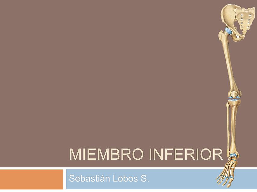 Anatomía De Muslo | Apuntes Médicos | uDocz