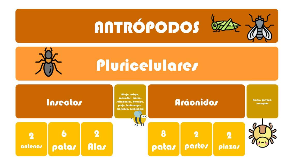 Esquemas general de clase insecta y aracnhida | Villarreal Arce ...