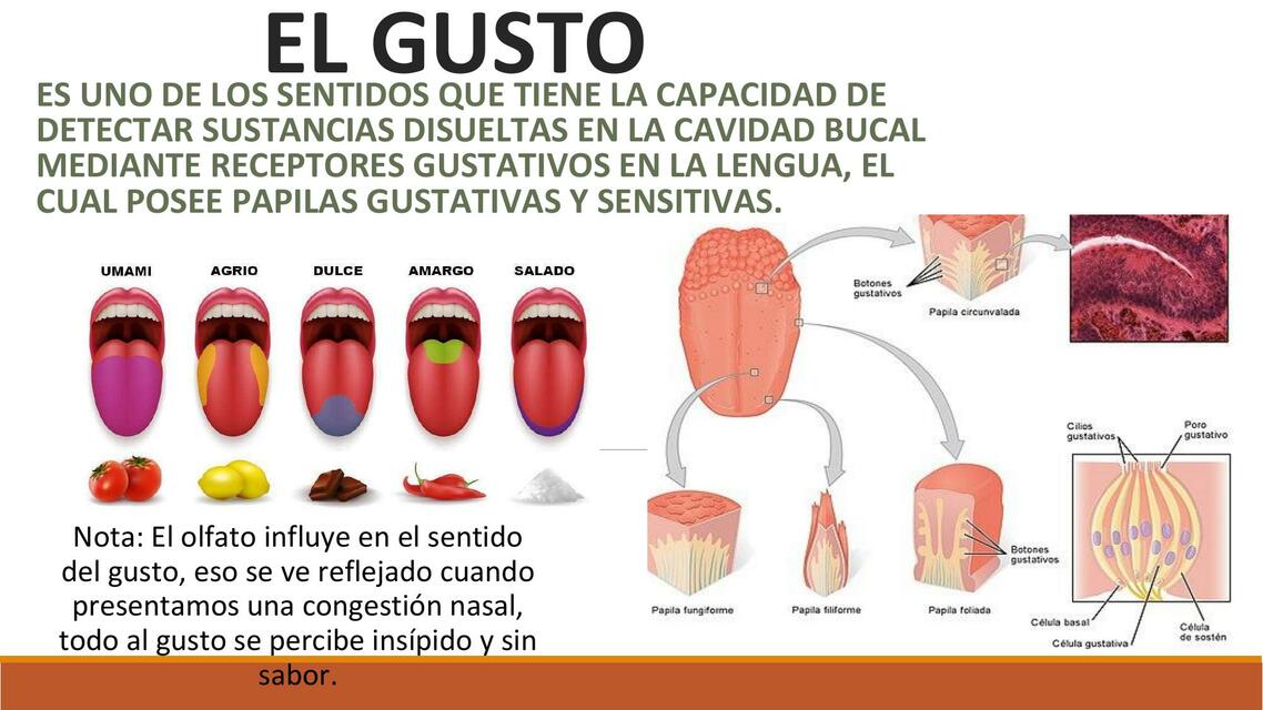 El gusto | Maria Valverde Barrios | uDocz
