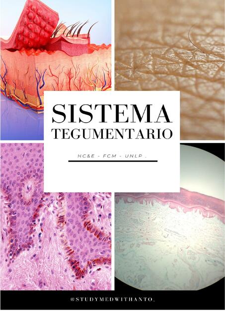 Sistema Tegumentario | studymedwithanto | uDocz