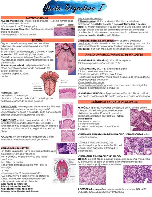 Histo Digestivo 1 | astrocito_med | uDocz