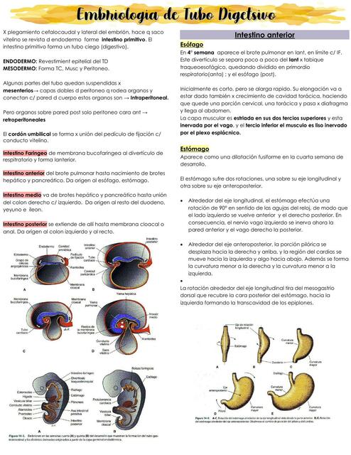 Embriología de Tubo Digestivo | astrocito_med | uDocz