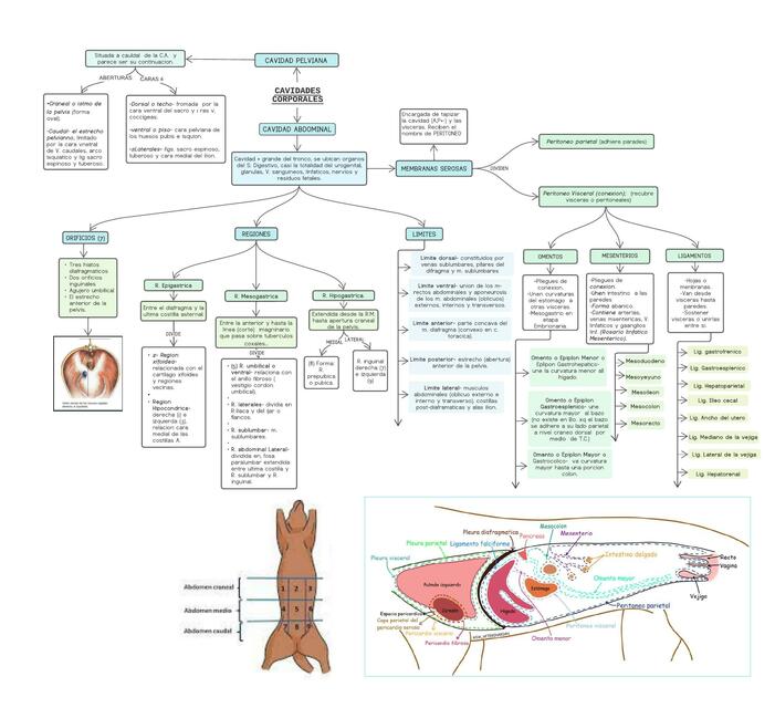 Mapa de Cavidad Abdominal y Pélvica, Membranas Serosas | Estefany ...