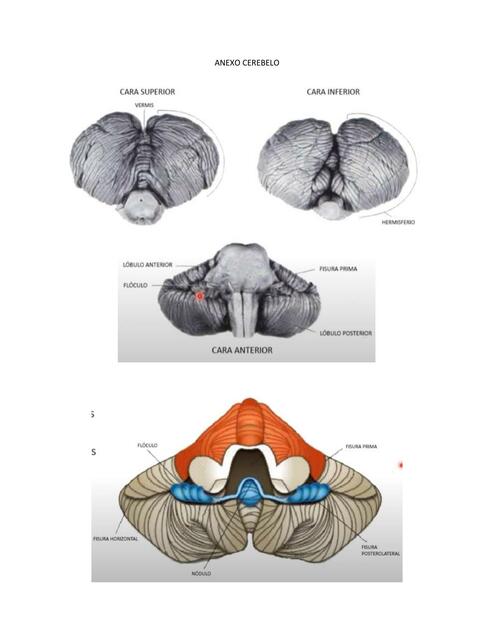 Anexo Cerebelo | Iair Braun | uDocz