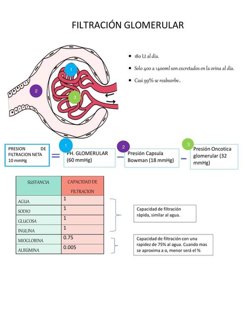Filtración glomerular | Estrella Elizabeth Corro vega | uDocz