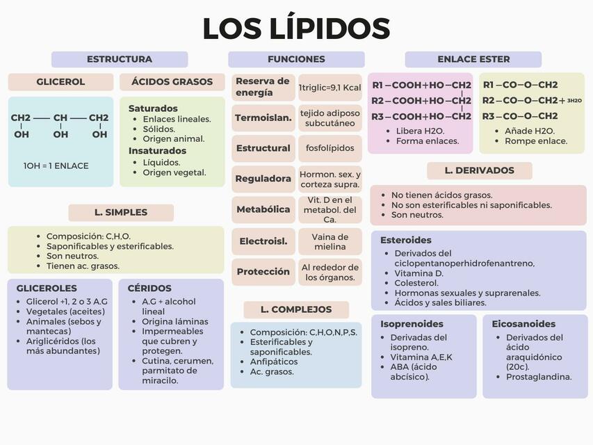 Lípidos | Ciclera_desesperada | uDocz
