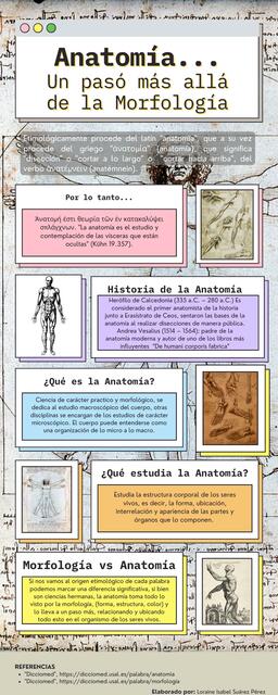 Anatomía...Un paso más allá de la Morfología | Loraine Suárez | uDocz