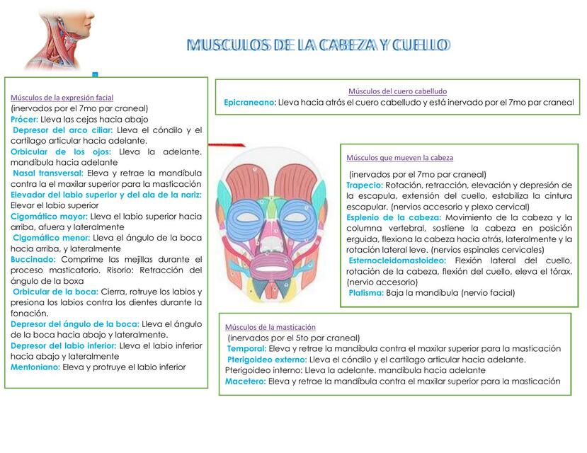 MUSCULOS DE LA CABEZA Y CUELLO | Lizeth Karina Jiménez Lopez | uDocz