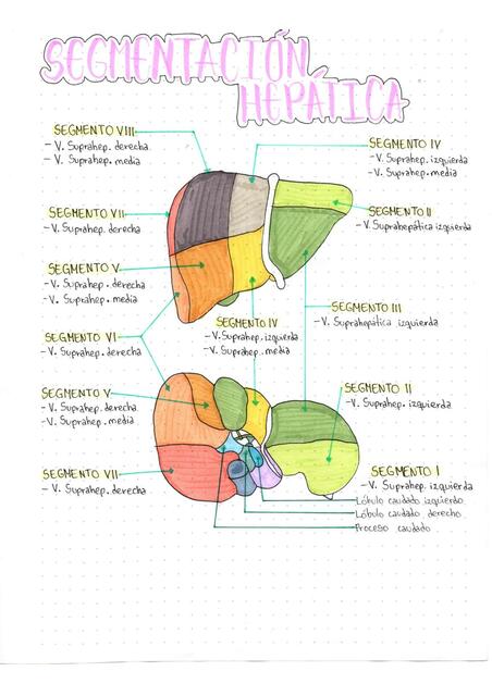 Resúmenes de Segmentación hepática | Descarga apuntes de Segmentación ...