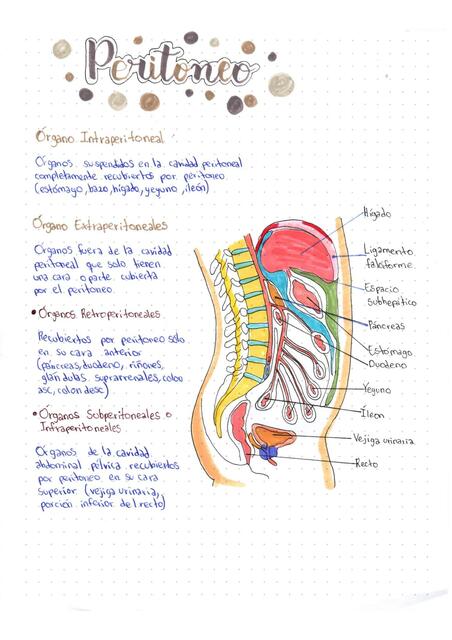 Órganos del Peritoneo | MedByIsrael | uDocz