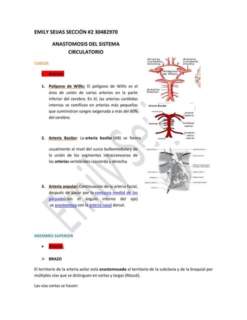 ANASTOMOSIS DEL SISTEMA CIRCULATORIO | Emily Seijas | uDocz