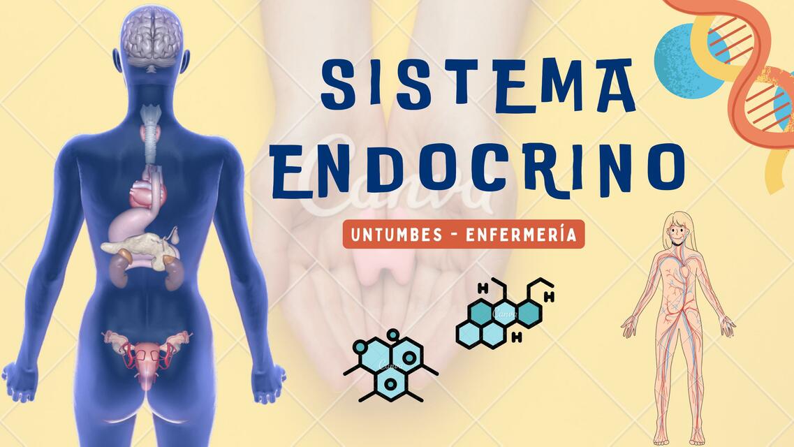 Sistema endocrino | YOJANI YAKIRA TESEN PRECIADO | uDocz