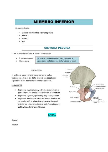 Miembro inferior | uDocz