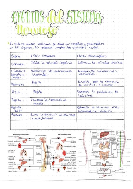 Efectos del sistema nervioso simpático y parasimpático en los órganos del abdomen