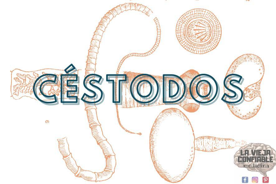 19 Céstodos | La Vieja Confiable Medicina | uDocz