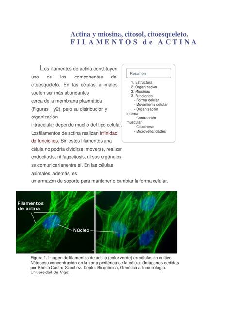 Actina y miosina. Citosol, citoesqueleto, filamentos de actina | Biología General | uDocz