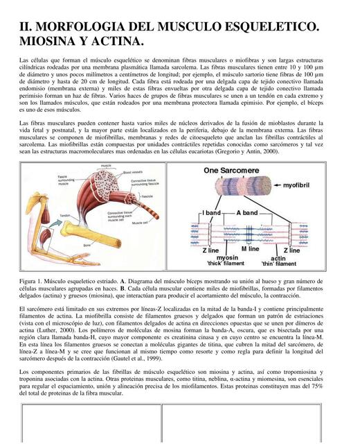 Morfología del músculo esquelético. Miosina y actina | Biología General ...