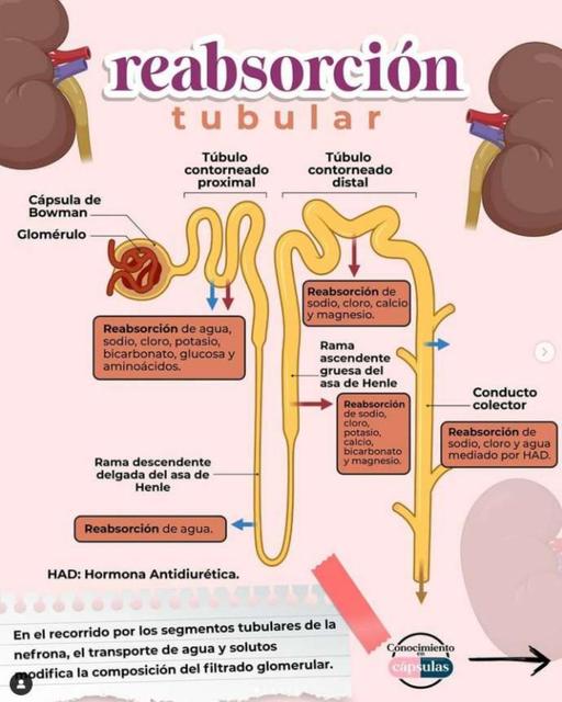 Reabsorcion Tubular | YUDOC.ORG | uDocz
