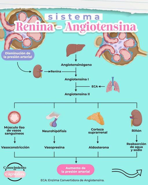 Sistema Renina Angiotensina | YUDOC.ORG | uDocz